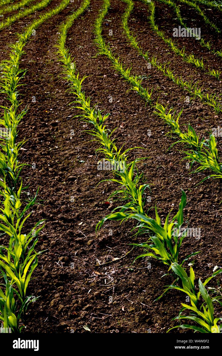 Young crops growing in rows in a field forming a curved pattern Stock ...