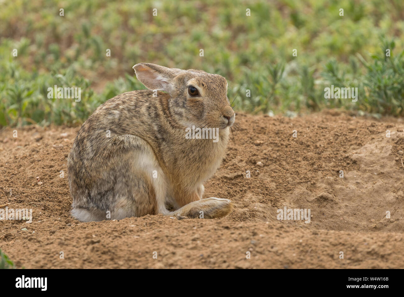 Cute Cottontail Rabbit Stock Photo - Alamy