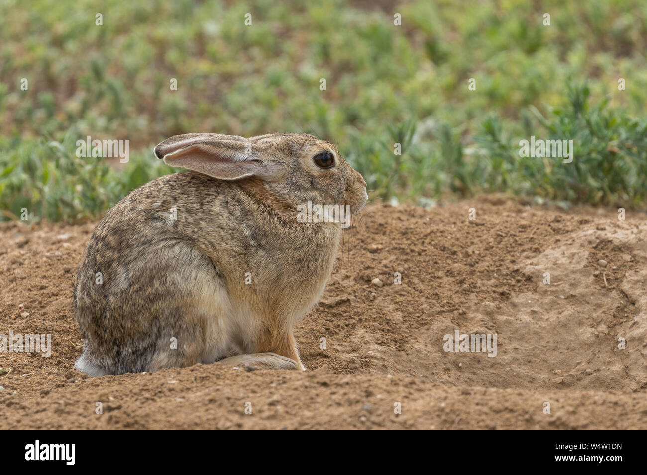 Cute Cottontail Rabbit Stock Photo - Alamy
