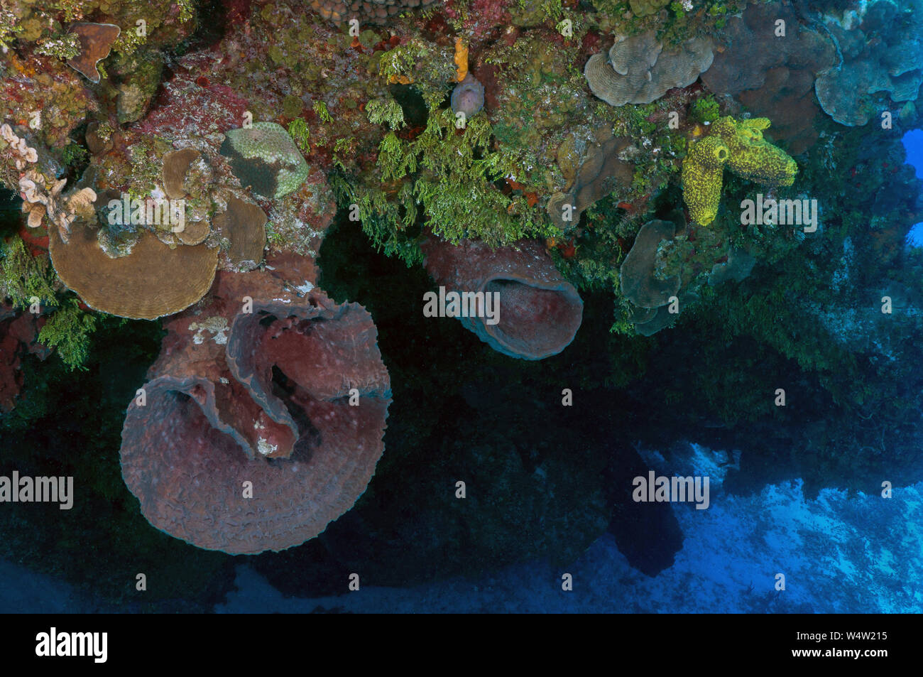 reef scene with many types of sponges Stock Photo - Alamy