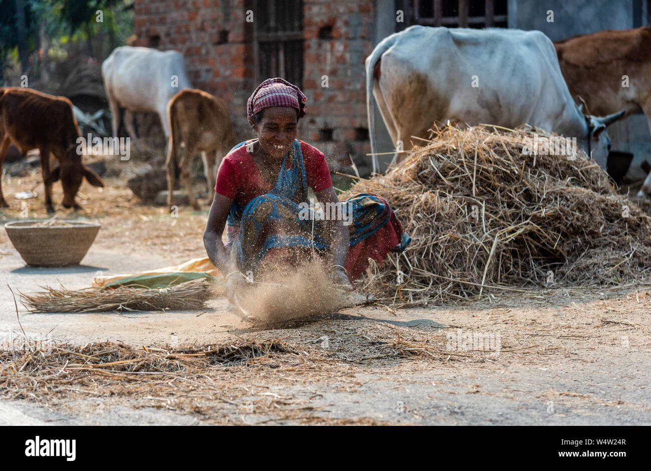 January 10,2019. Purulia , India. An Indian Village woman hauling ...