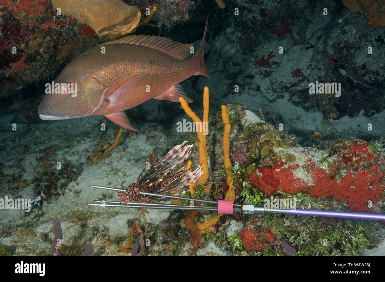 mutton snapper eyeing a lionfish Stock Photo - Alamy