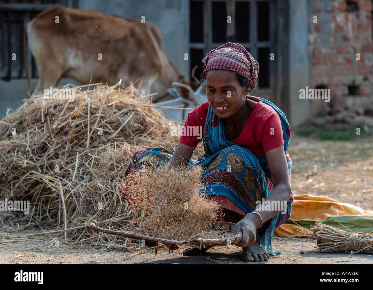 Indian woman harvesting crops hi-res stock photography and images - Alamy