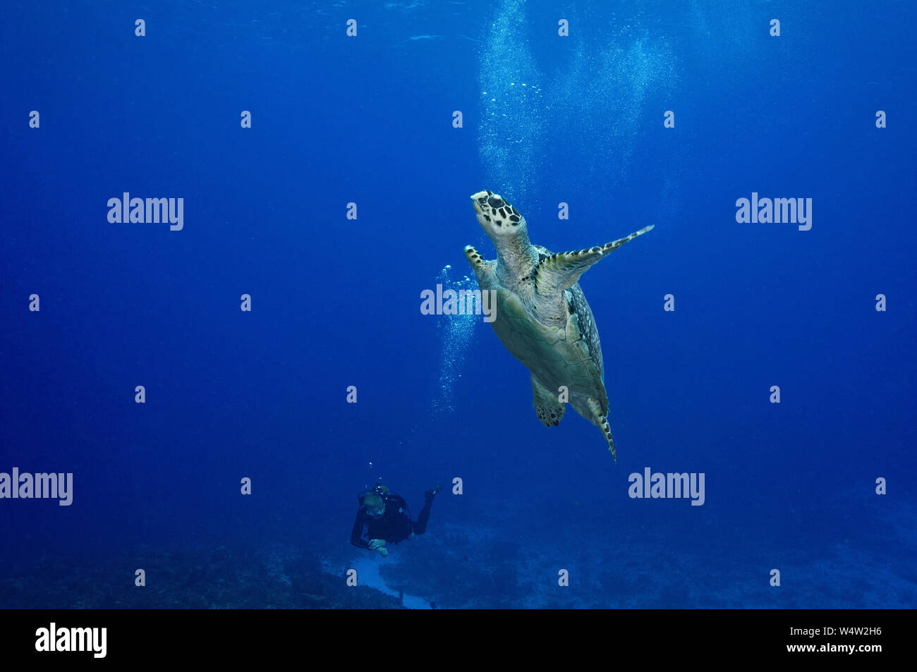 One armed Hawksbill Turtle Stock Photo - Alamy