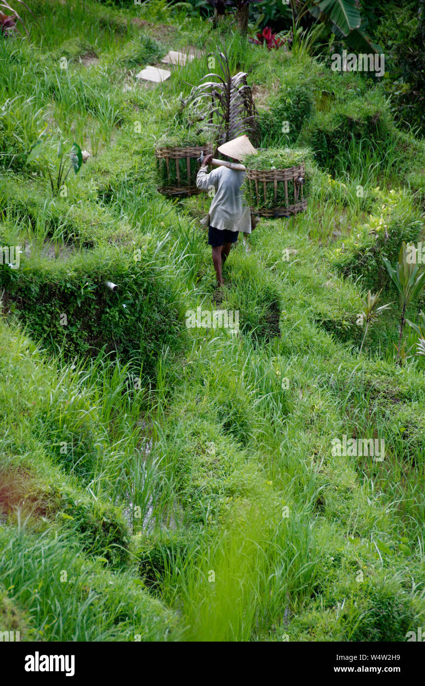 Balinese man in traditional conical hat working in the rice terraces of ...