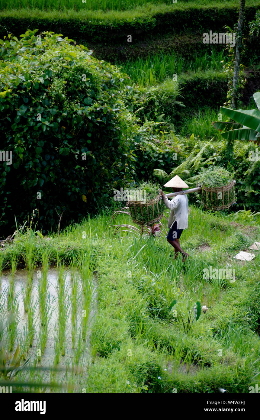 Balinese man in traditional conical hat working in the rice terraces of ...