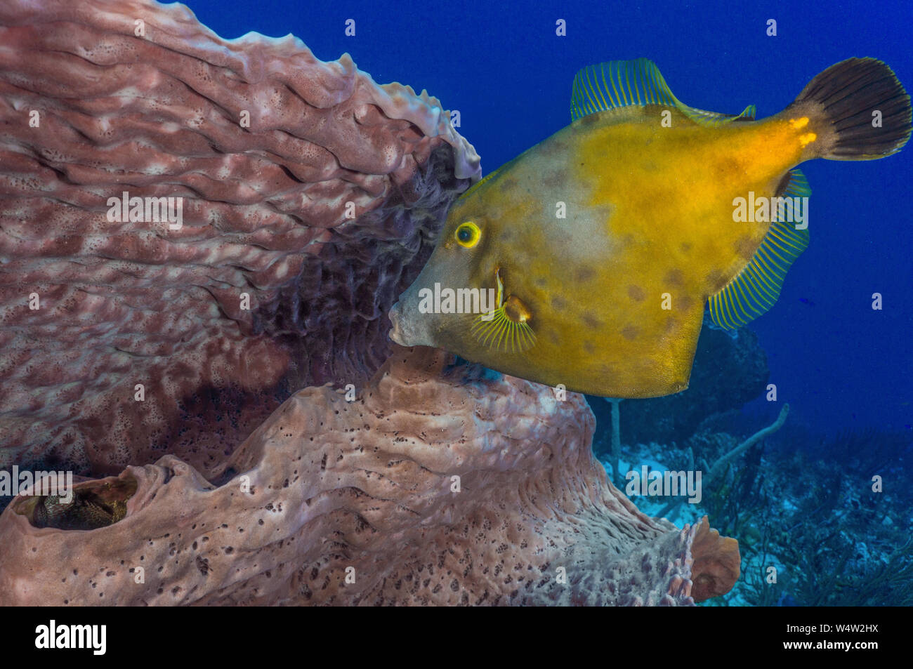 Filefish hi-res stock photography and images - Alamy