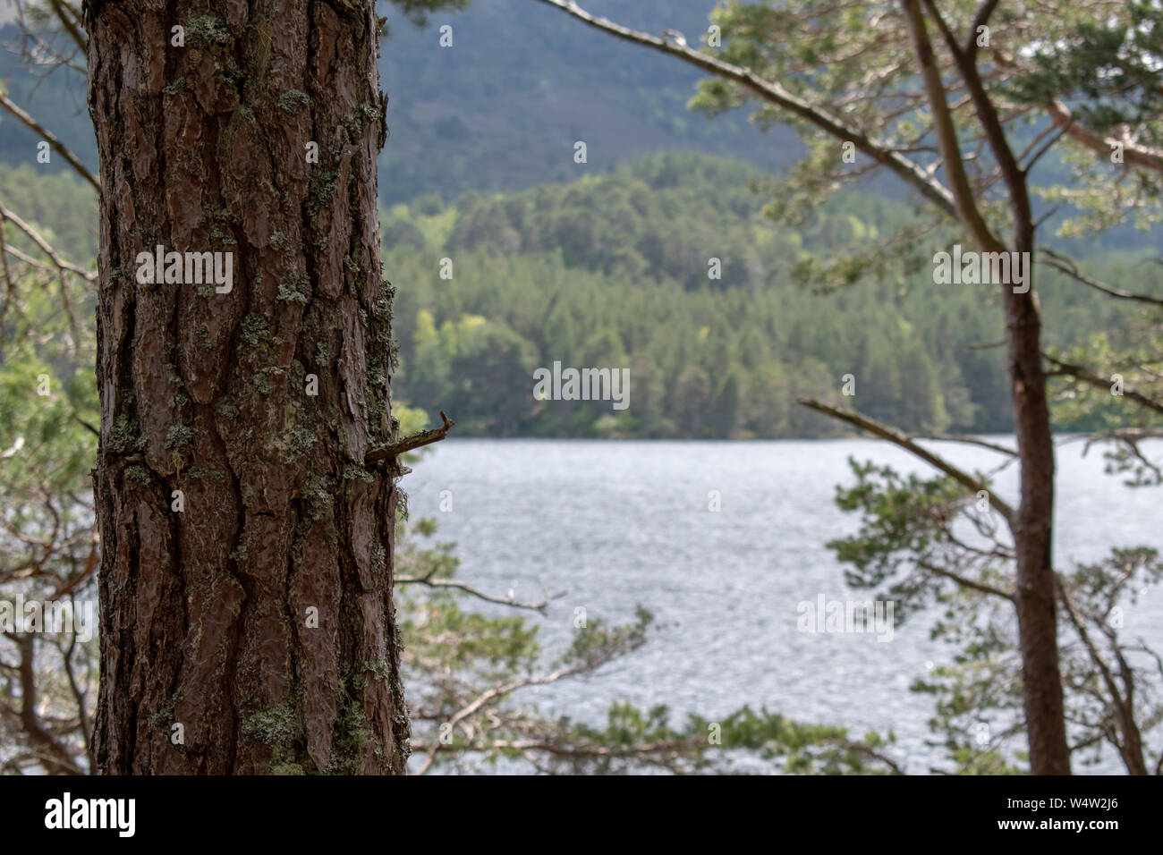 Lone Tree with blurred loch background Stock Photo - Alamy