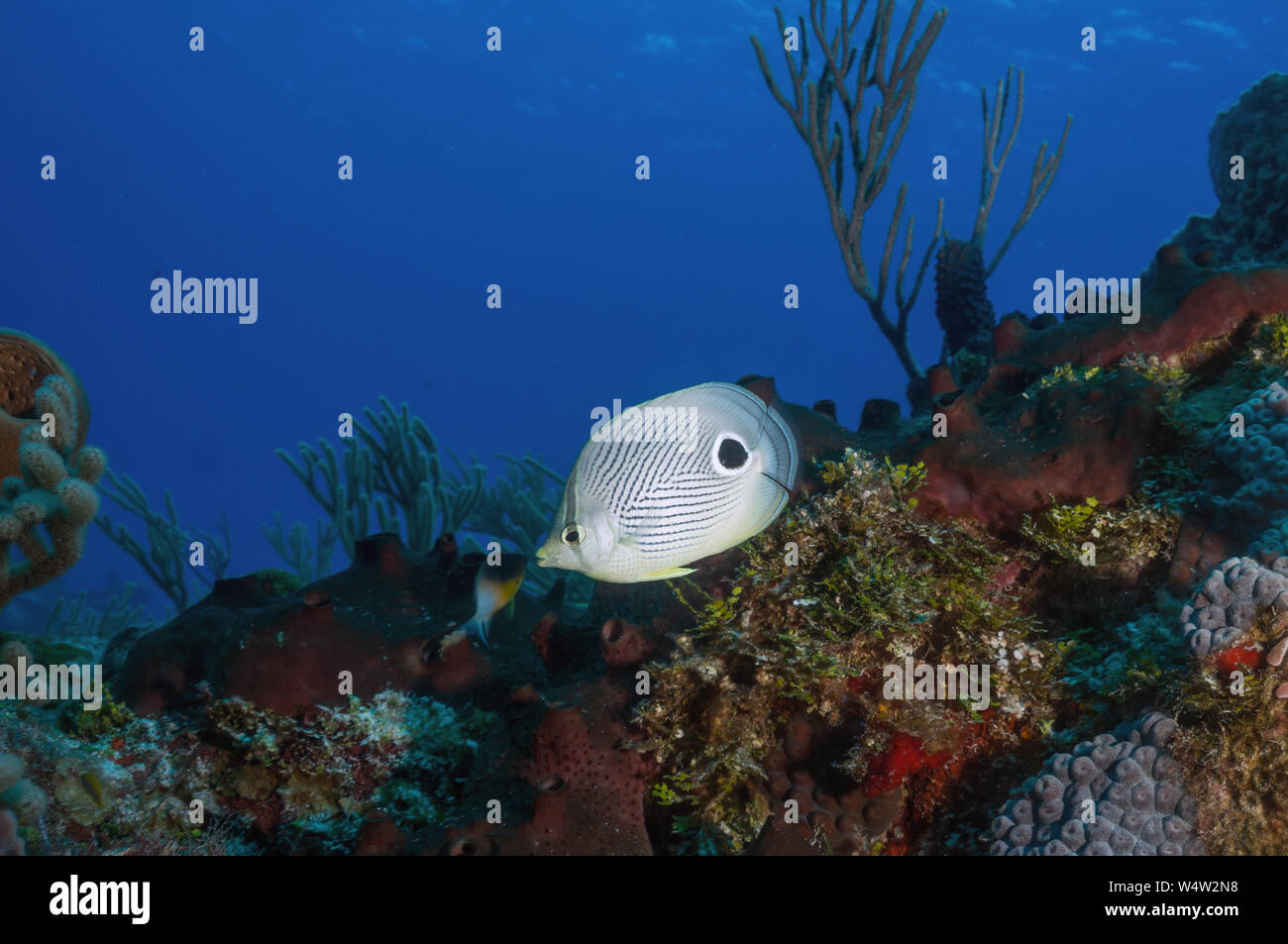 Butterflyfish caribbean hi-res stock photography and images - Alamy