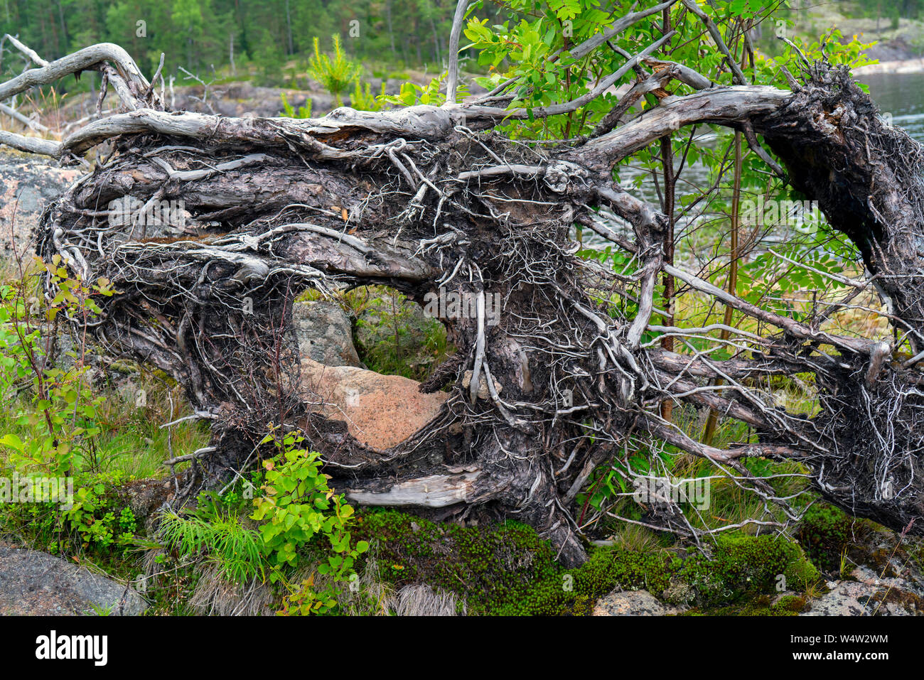 Dry tree root on the surface. Northern Wildlife Stock Photo - Alamy