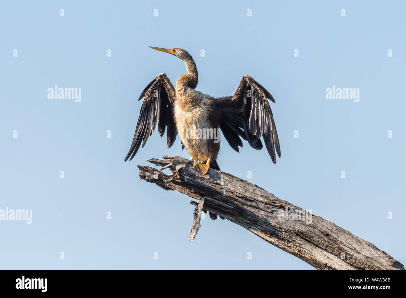 African darter bird wildlife beak hi-res stock photography and images ...