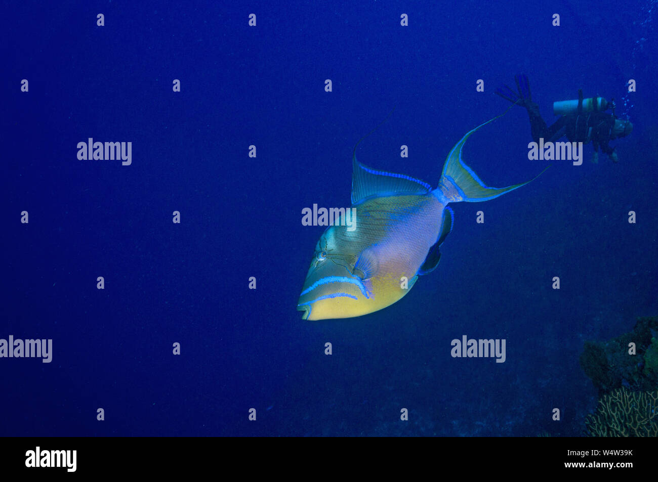 Queen triggerfish hi-res stock photography and images - Alamy