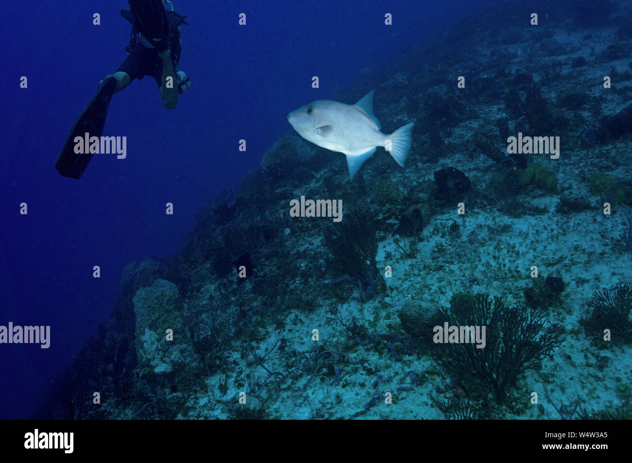 A blue triggerfish hi-res stock photography and images - Alamy