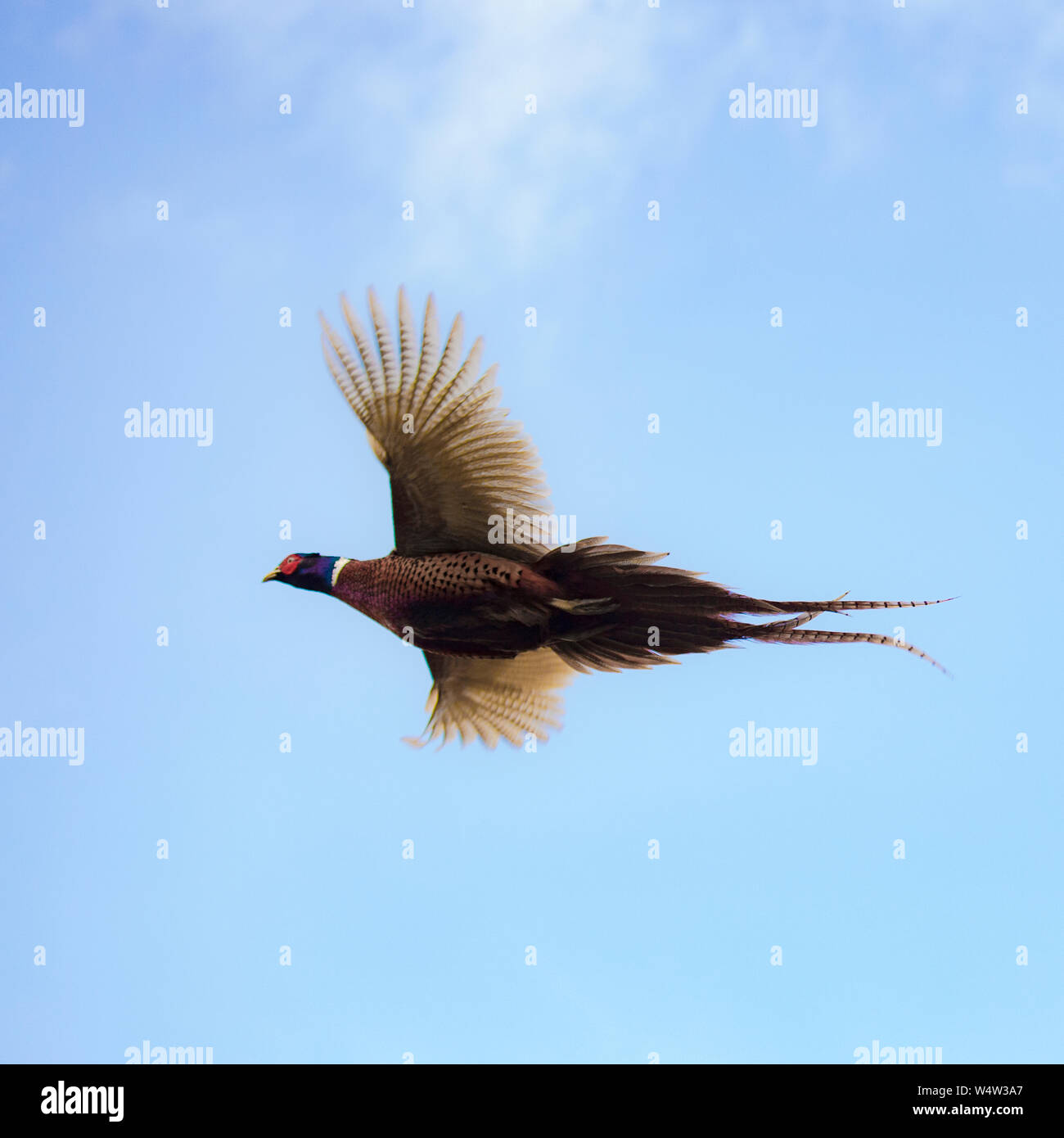 A Male Pheasant Banks to the Right With Wings Outstretched Stock Photo ...