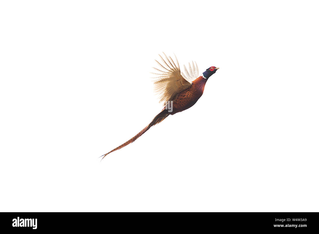 Side View of a Male Pheasant Gaining Altitude Stock Photo - Alamy