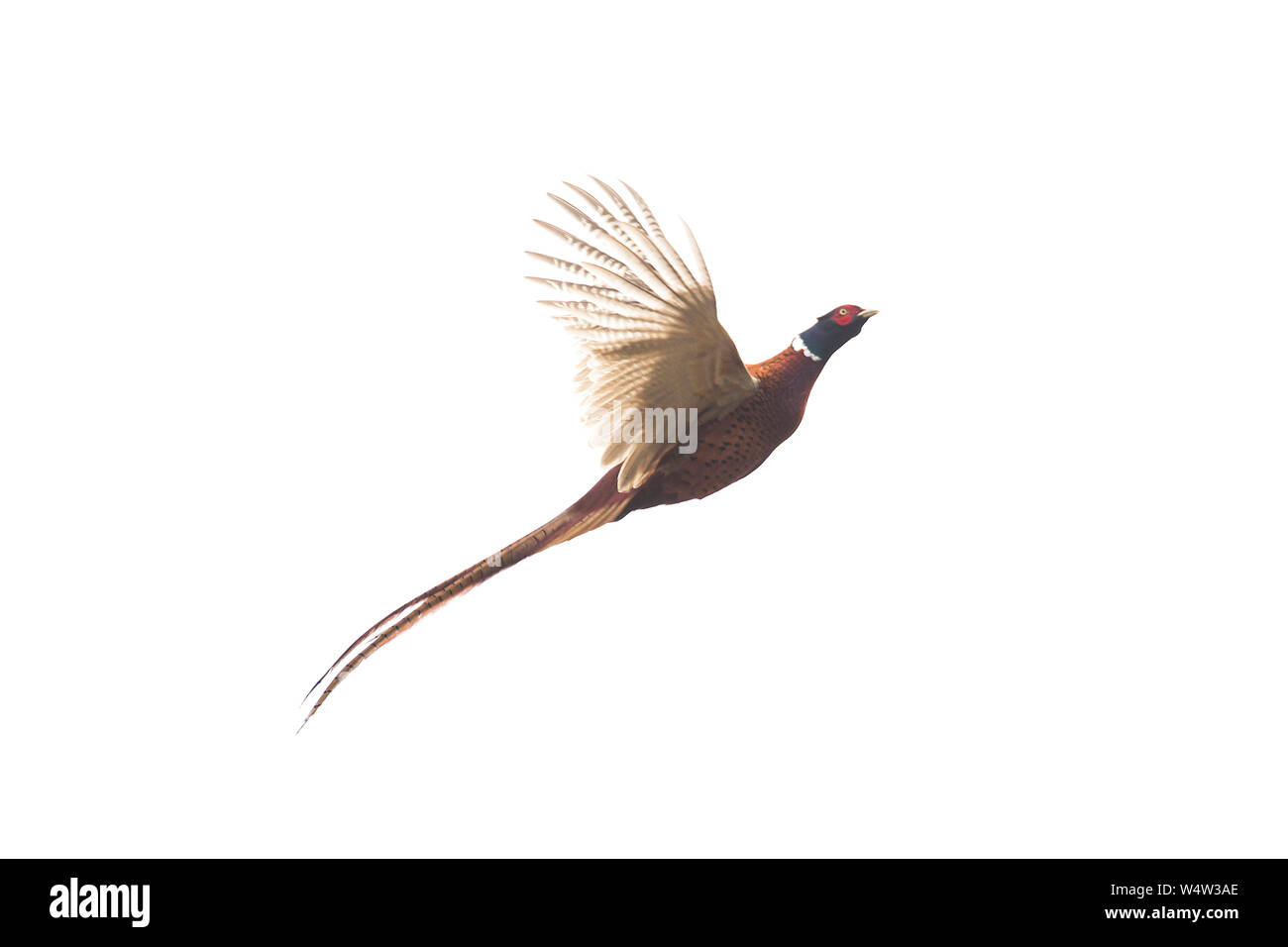 Side View of a Male Pheasant Gaining Altitude Stock Photo - Alamy