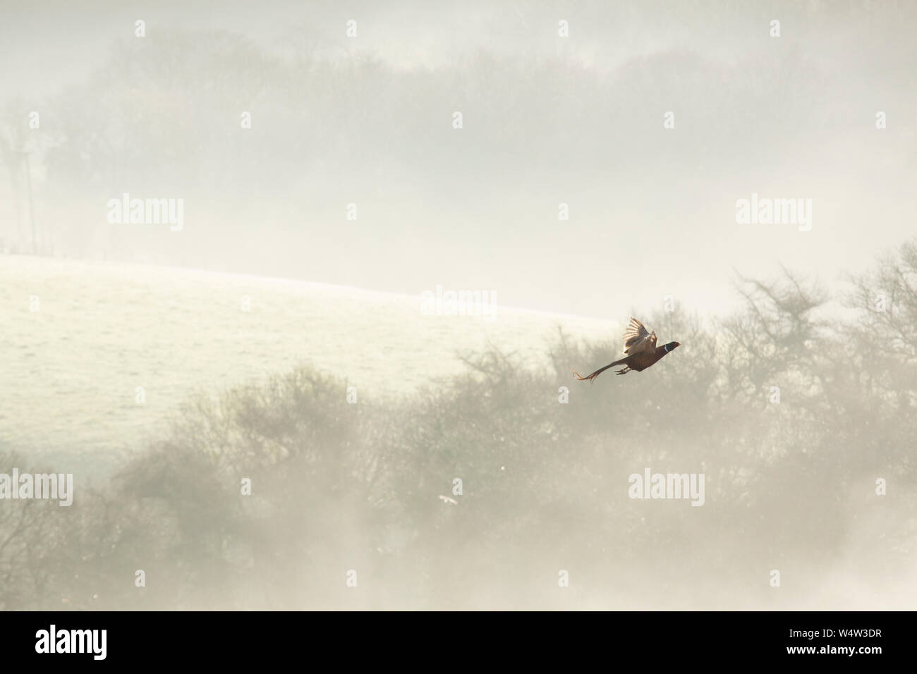 A Male Pheasant Flies High Over a Misty Valley on a Driven Pheasant ...
