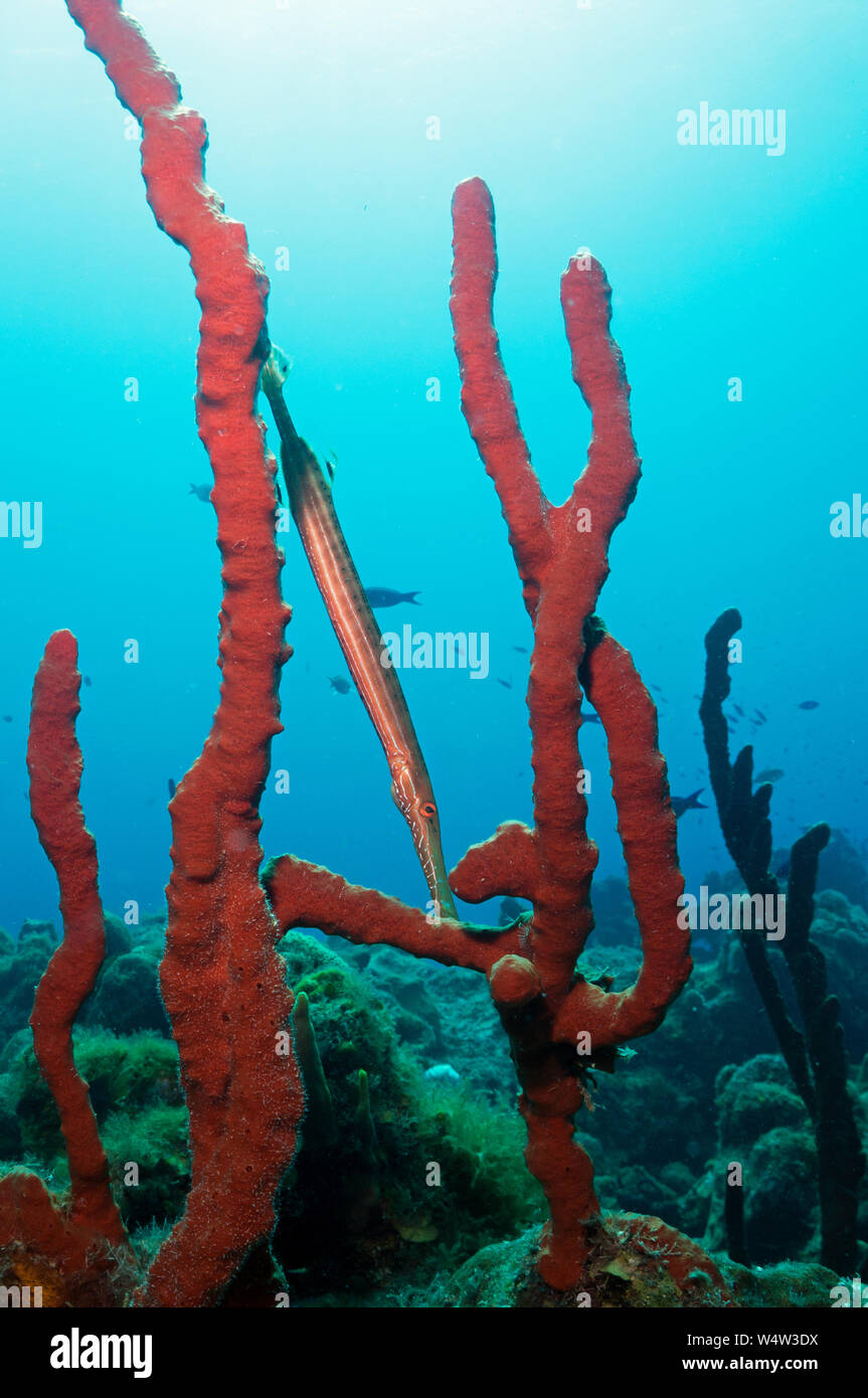 Caribbean trumpetfish hi-res stock photography and images - Alamy