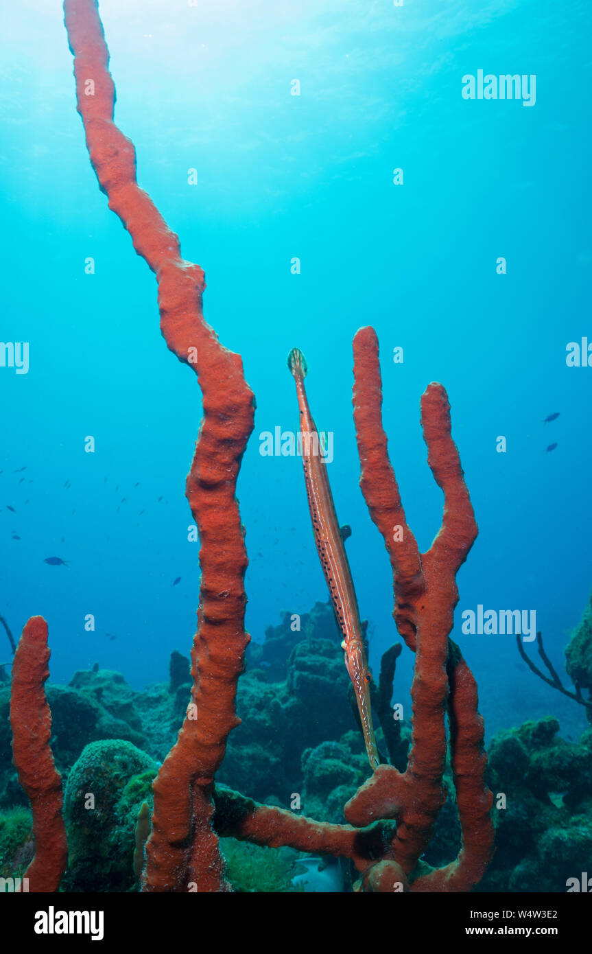 Caribbean trumpetfish hi-res stock photography and images - Alamy