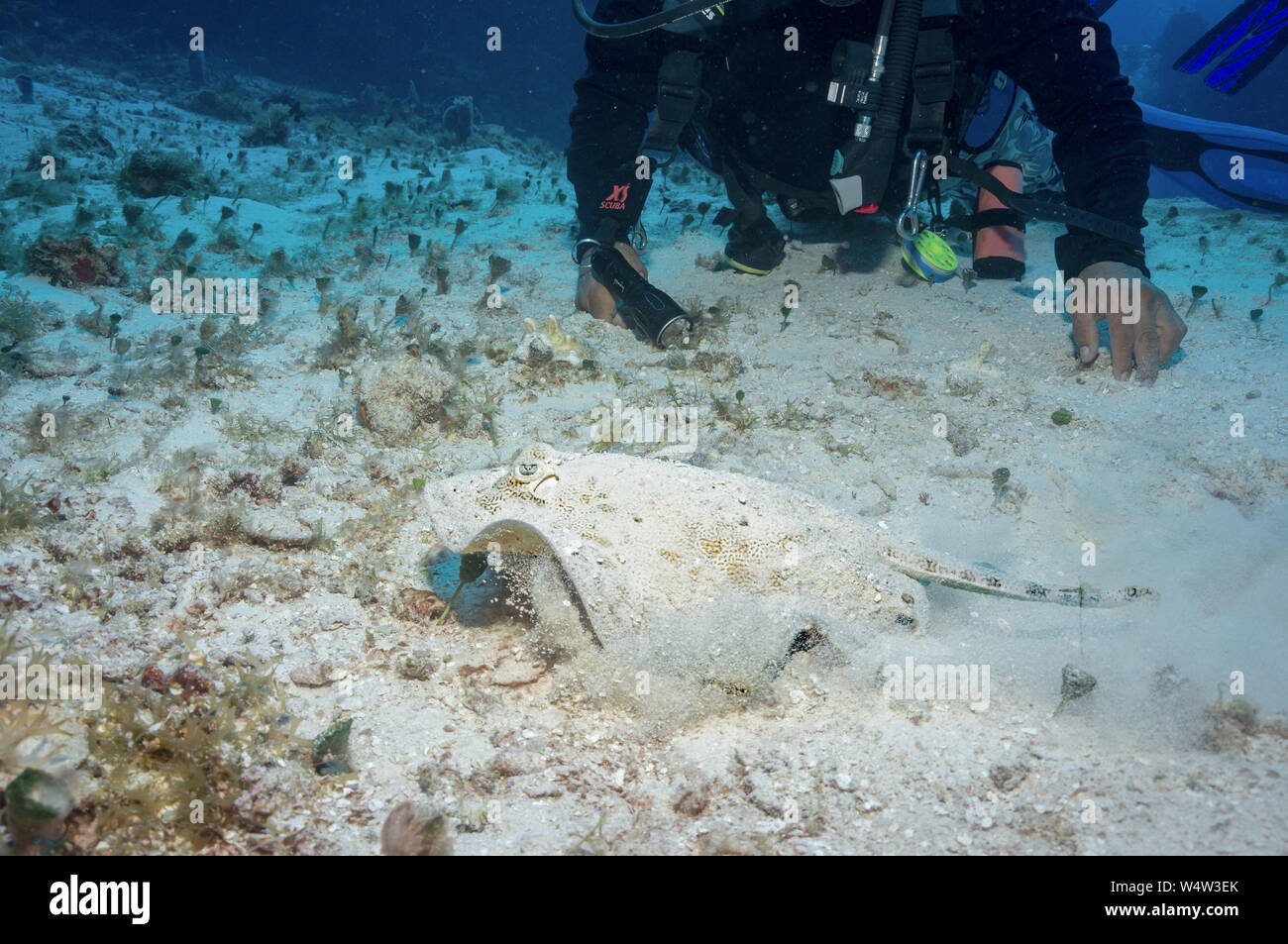 Stingray species hi-res stock photography and images - Alamy