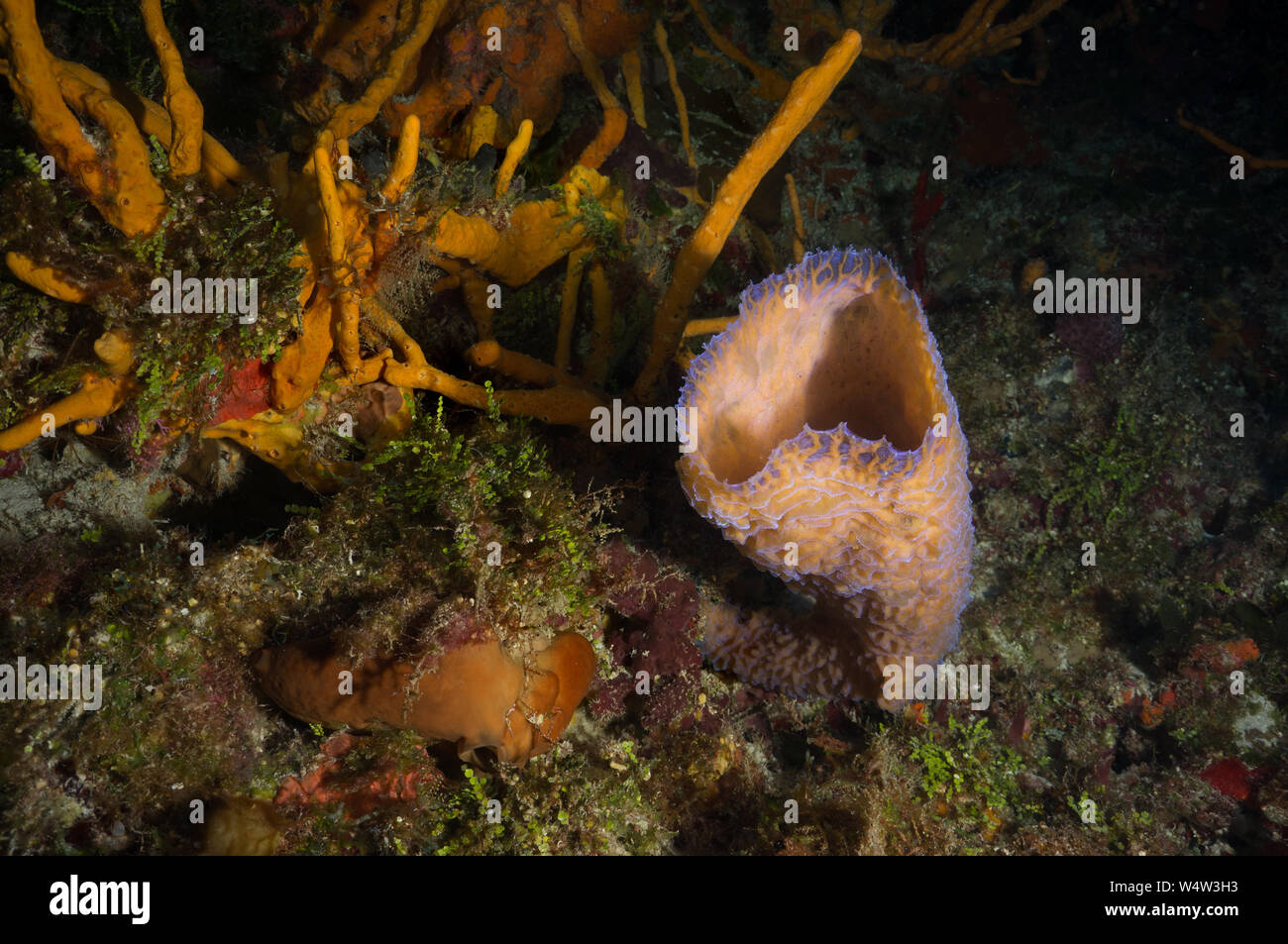 Reef Scene , sponge Stock Photo - Alamy