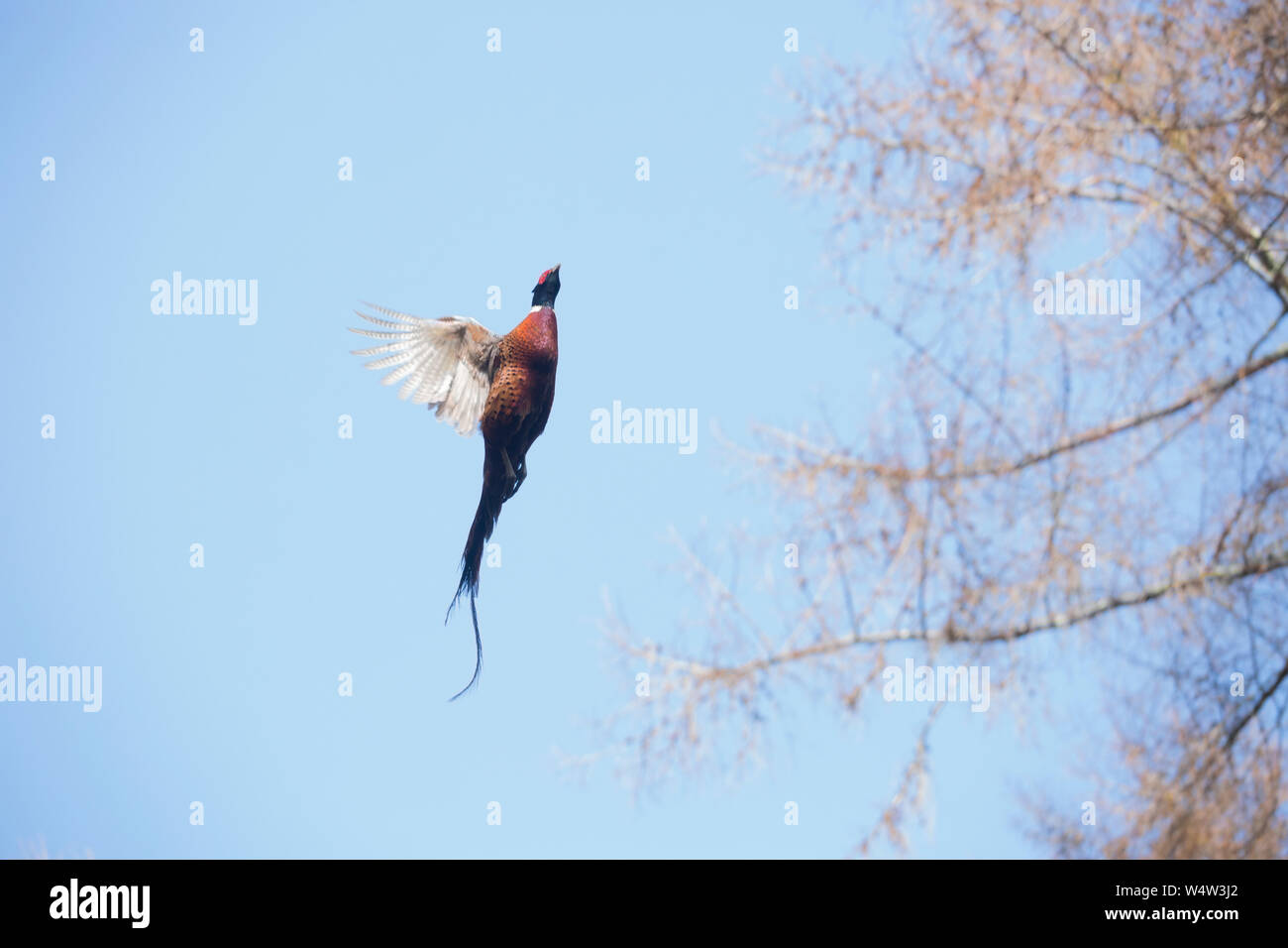 Male Pheasant Turning Overhead During a Drive on a Pheasant Shoot Stock ...