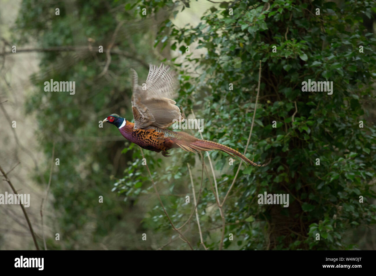 Shooting uk pheasant hi-res stock photography and images - Alamy