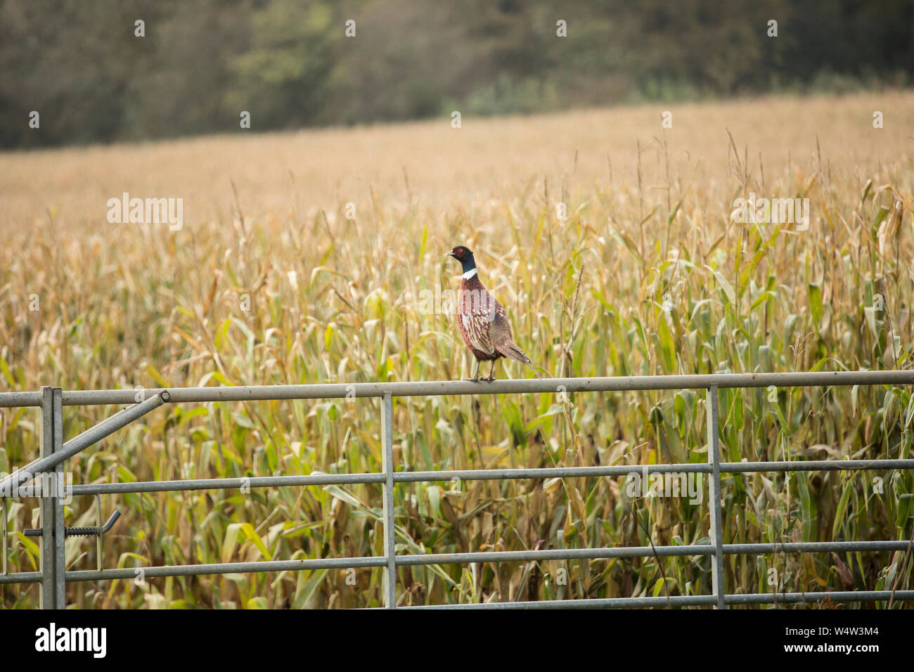 Male Pheasant Perched on a Gate Leading to a Field of Maize Stock Photo ...