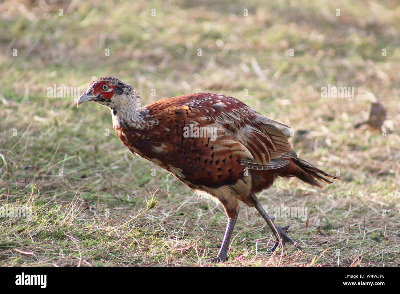 A Maturing Pheasant Poult Stock Photo - Alamy