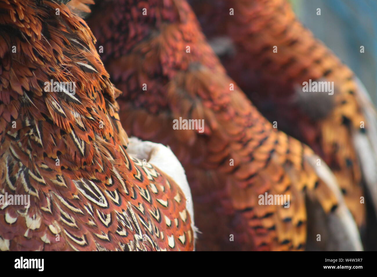 Close up of shot male pheasants hi-res stock photography and images - Alamy