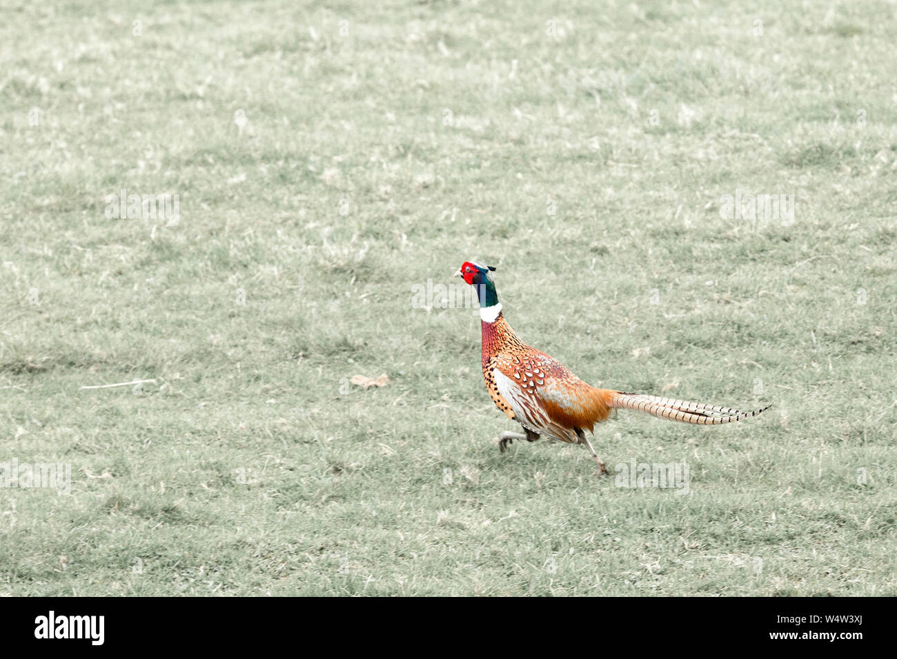 Male Ringneck Pheasant Running Across Grass, Stylised Photo Stock Photo ...