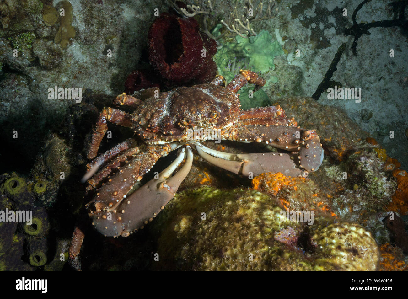 Coral clinging crab hi-res stock photography and images - Alamy
