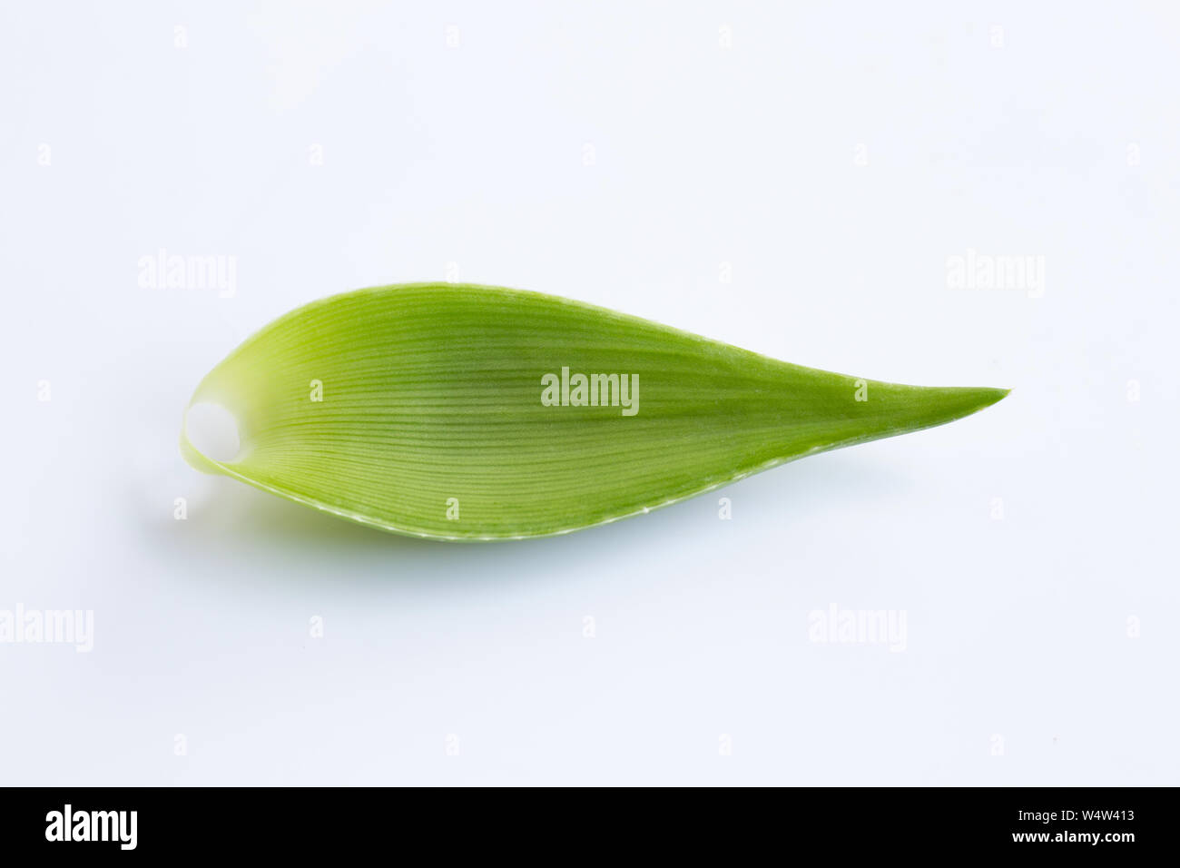 Aloe vera leave on white background Stock Photo - Alamy