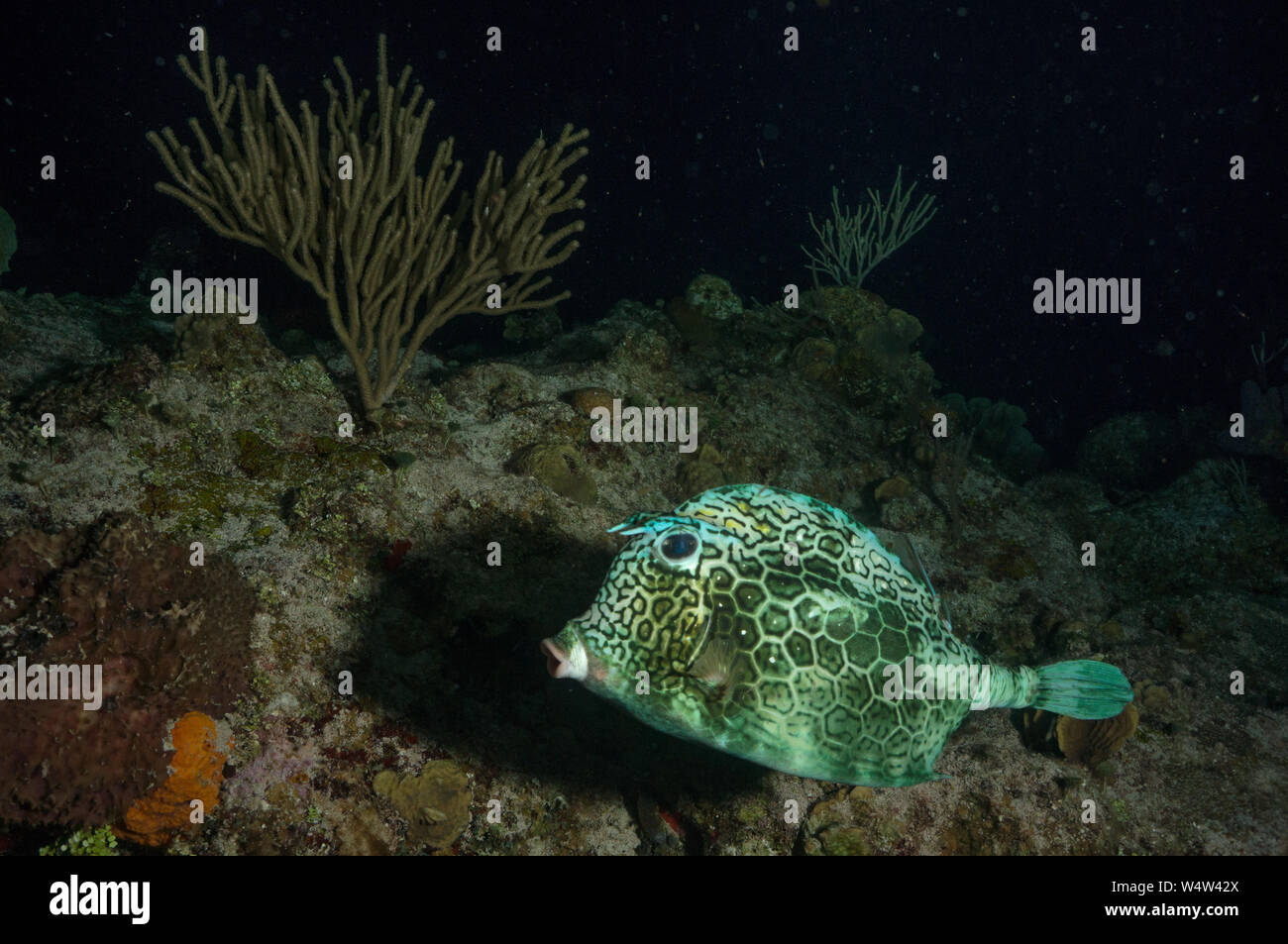 Honeycomb reef hi-res stock photography and images - Alamy