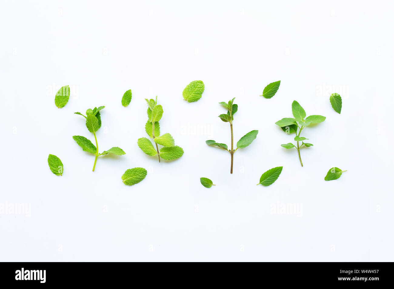 Different types of mint on white background Stock Photo - Alamy