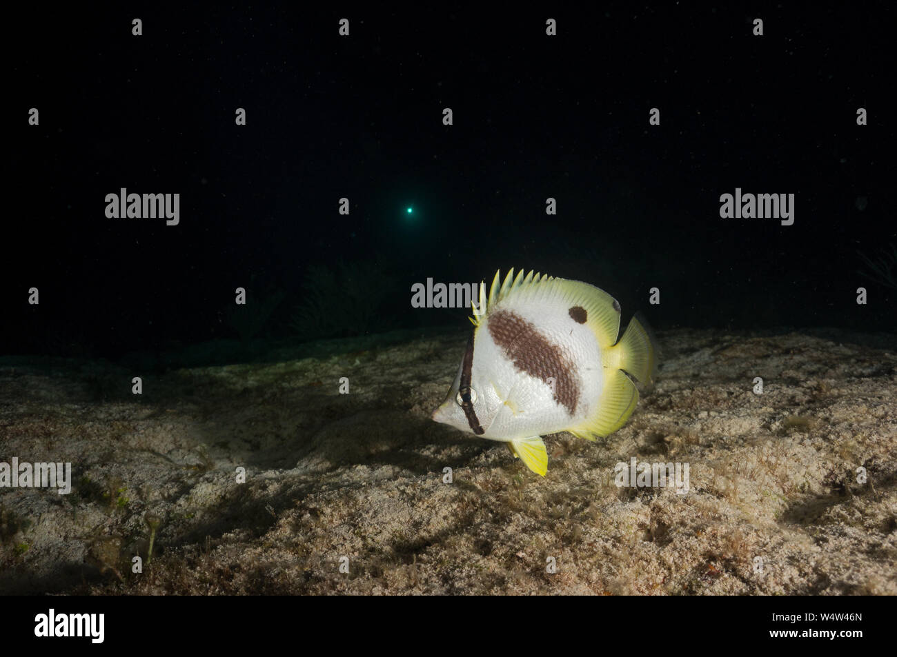 Spotfin Butterflyfish at night Stock Photo - Alamy