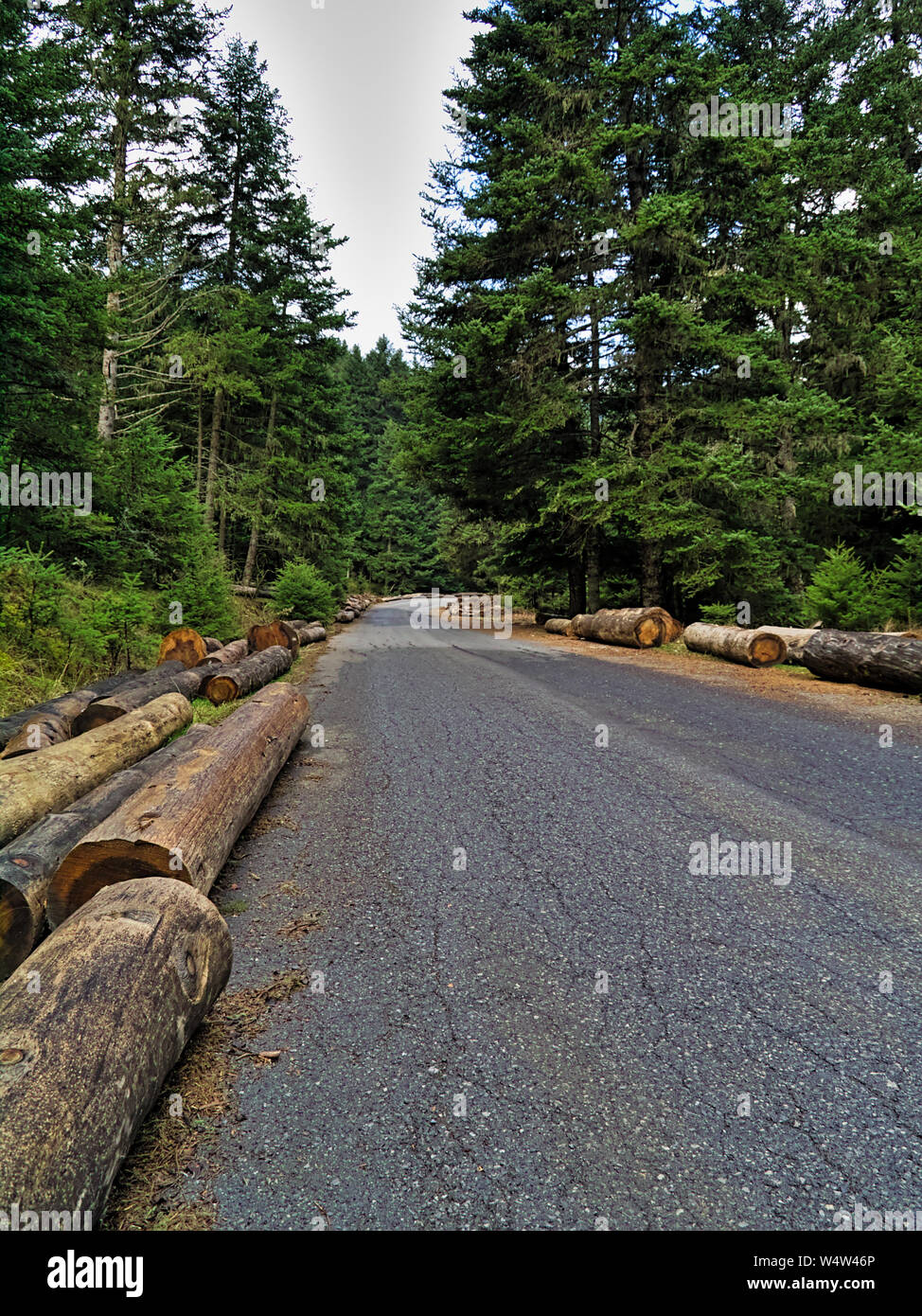 Tree logs at the sides of asphalt road that crosses a forest in ...