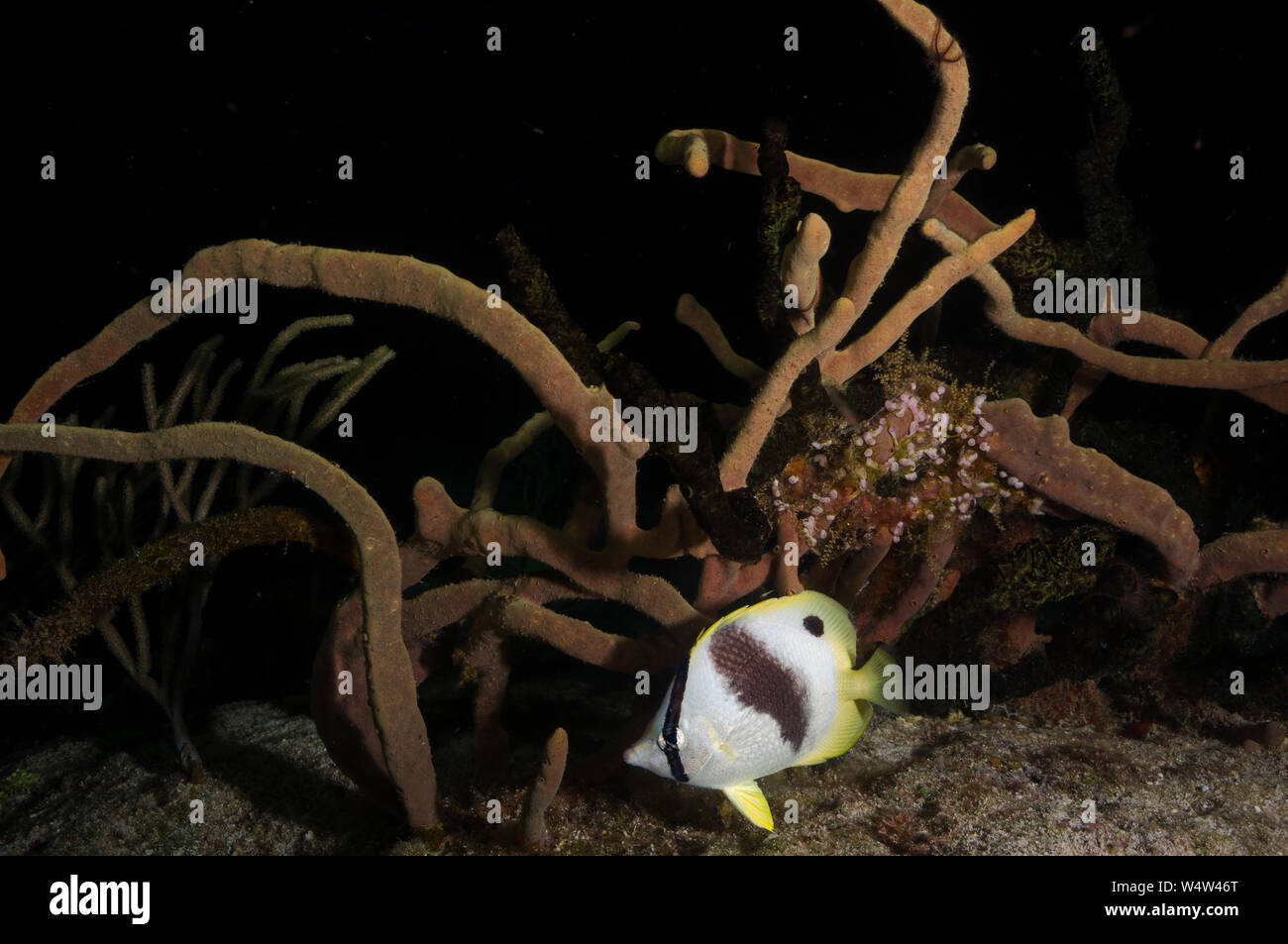 Spotfin Butterflyfish at night Stock Photo - Alamy