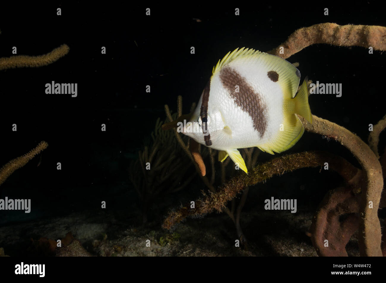 Spotfin Butterflyfish at night Stock Photo - Alamy
