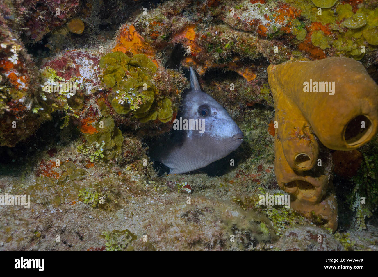 The fish is sleeping hi-res stock photography and images - Alamy