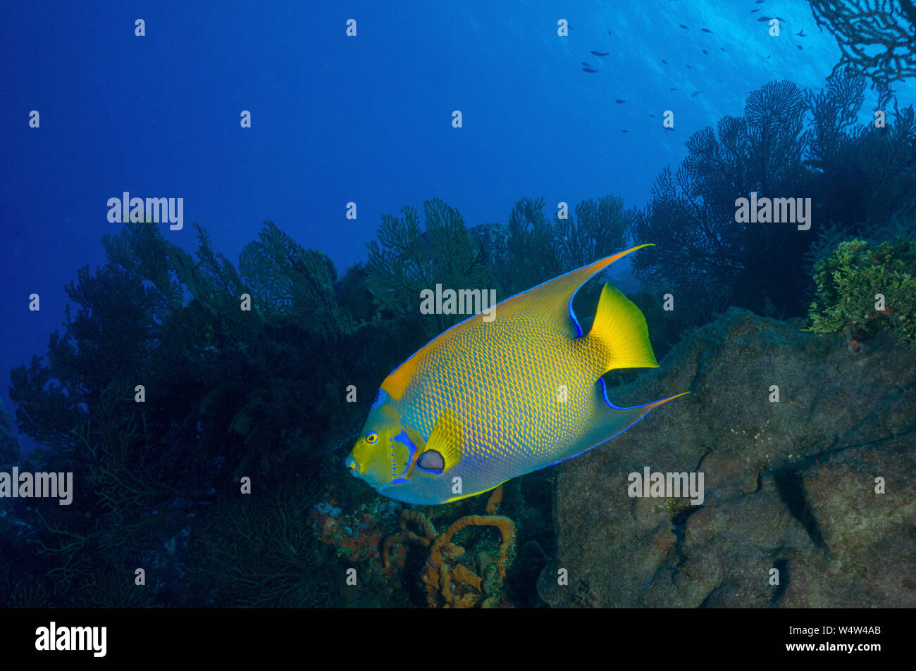 Angelfish underwater fish marine hi-res stock photography and images ...