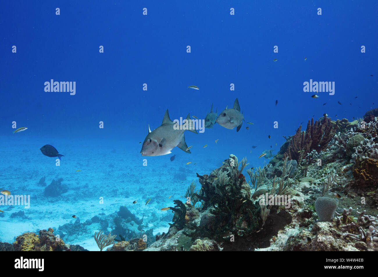 Photos of ocean hi-res stock photography and images - Alamy
