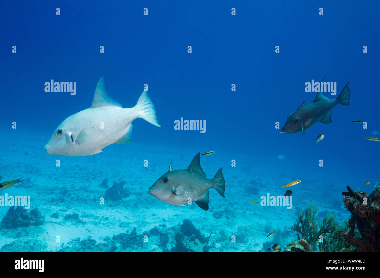 Photos of ocean hi-res stock photography and images - Alamy