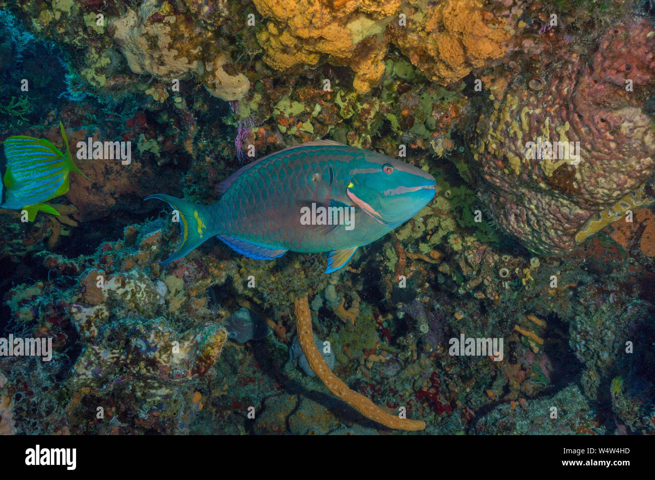 Parrotfish underwater hi-res stock photography and images - Alamy