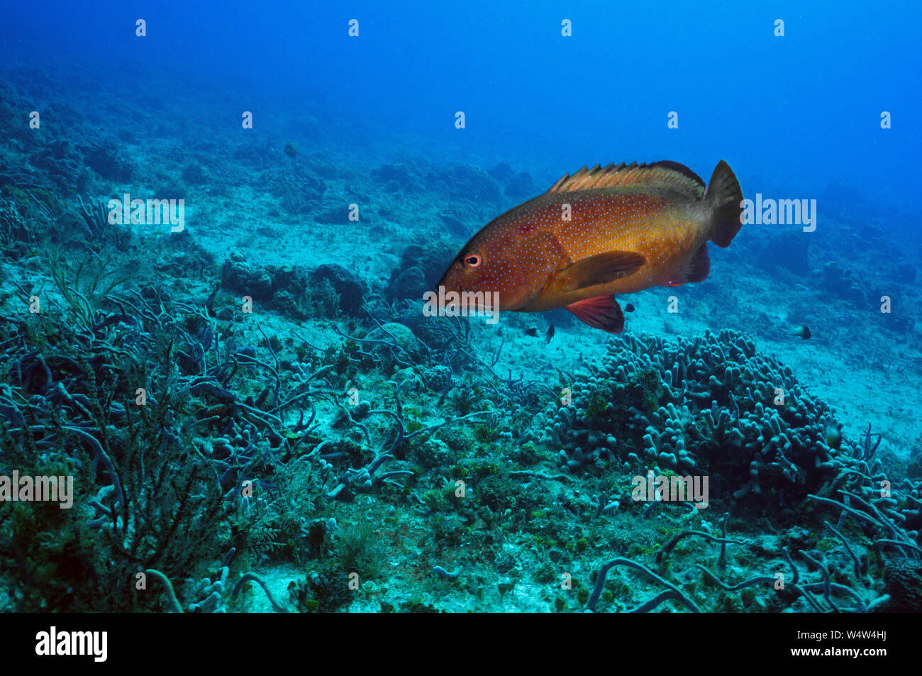 Coney fish caribbean hi-res stock photography and images - Alamy