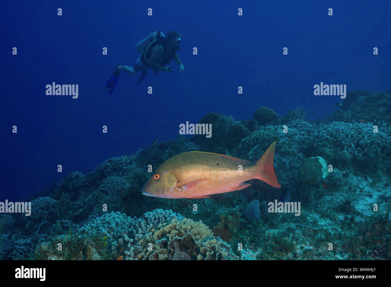 Mutton snapper hi-res stock photography and images - Alamy