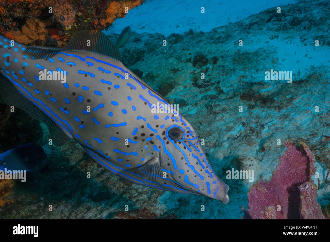 Filefish coral reef hi-res stock photography and images - Alamy