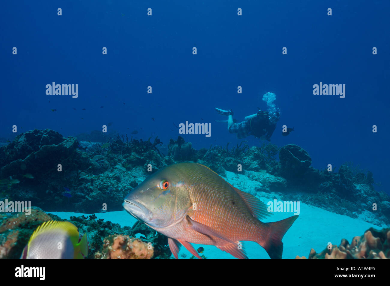 Mutton snapper hi-res stock photography and images - Alamy