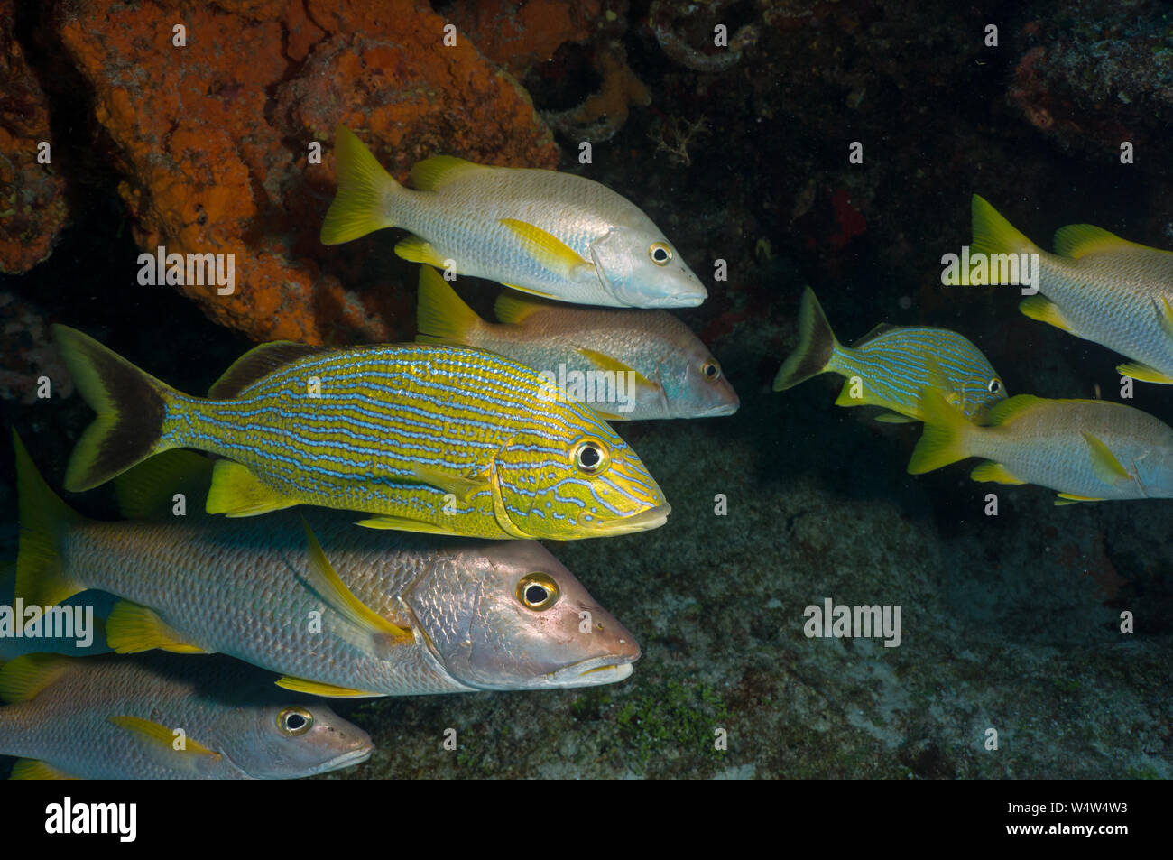 Schoolmaster fish hi-res stock photography and images - Alamy
