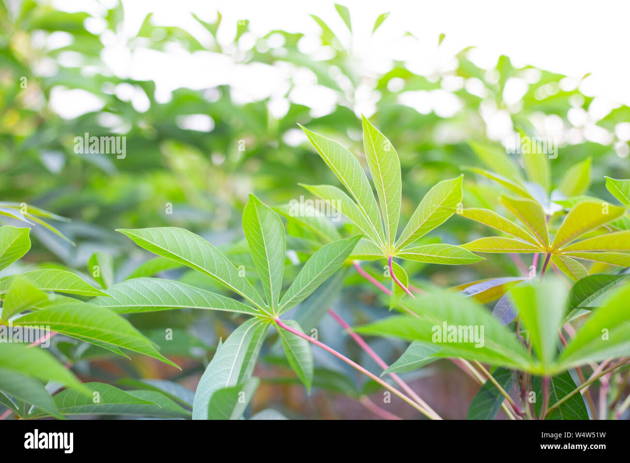 Tapioca or Cassava field, Tropical food plant Stock Photo - Alamy